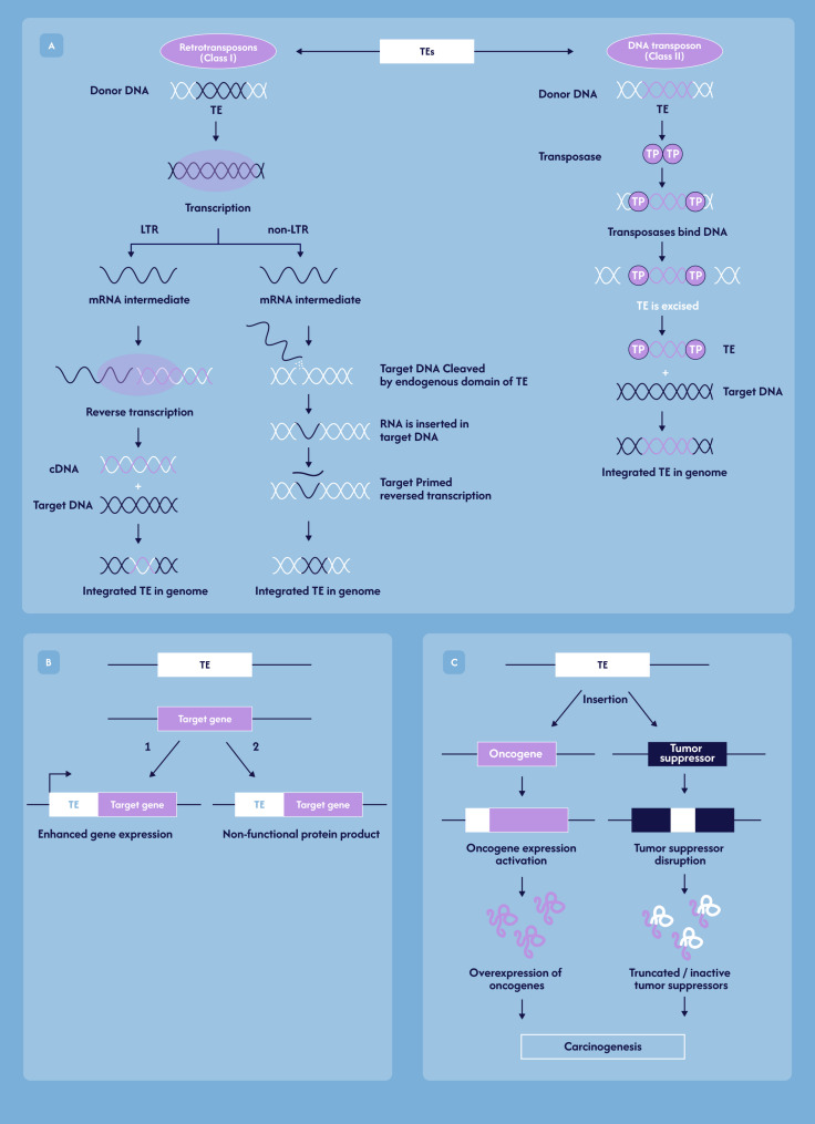 Exploring transposable elements: new horizons in cancer diagnostics and therapeutics - PMC