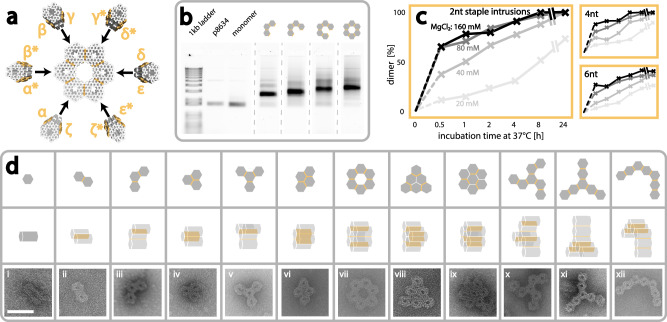 Fully addressable designer superstructures assembled from one single modular DNA origami - PMC