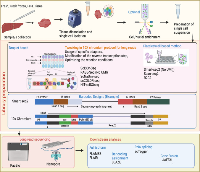 Advances in long-read single-cell transcriptomics - PMC