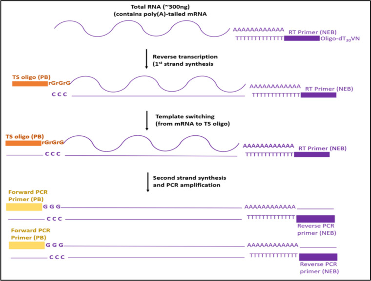 Advances in long-read single-cell transcriptomics - PMC