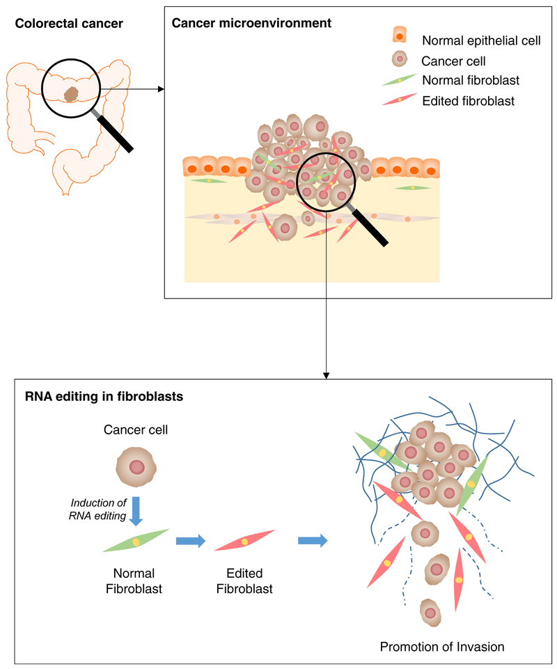 Activation of AZIN1 RNA editing is a novel mechanism that promotes ... Activation of AZIN1 RNA editing is a novel mechanism that promotes ...