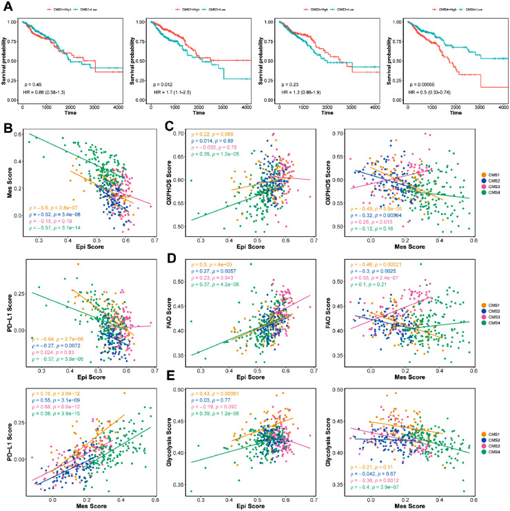 Characterizing heterogeneity along EMT and metabolic axes in colorectal cancer reveals ...