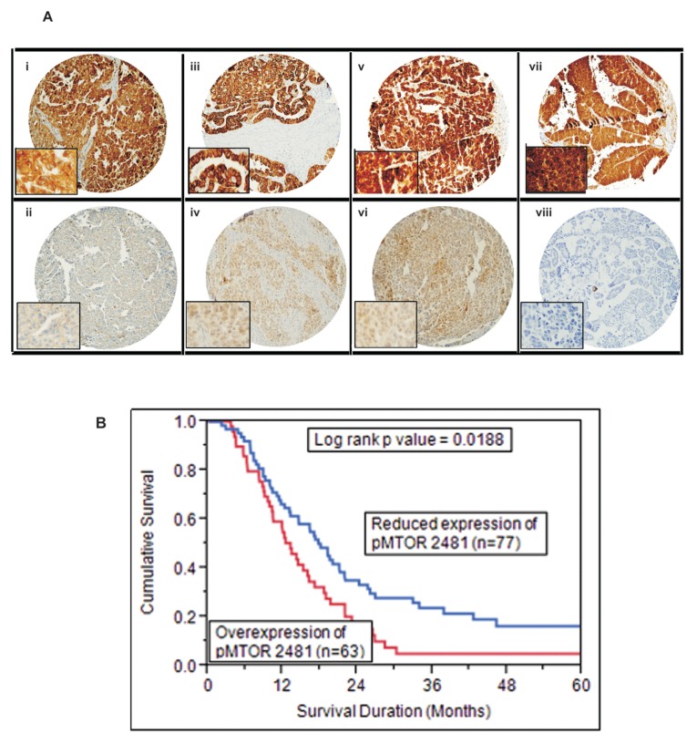 Dual Targeting Of Mtor Activity With Torin2 Potentiates Anticancer
