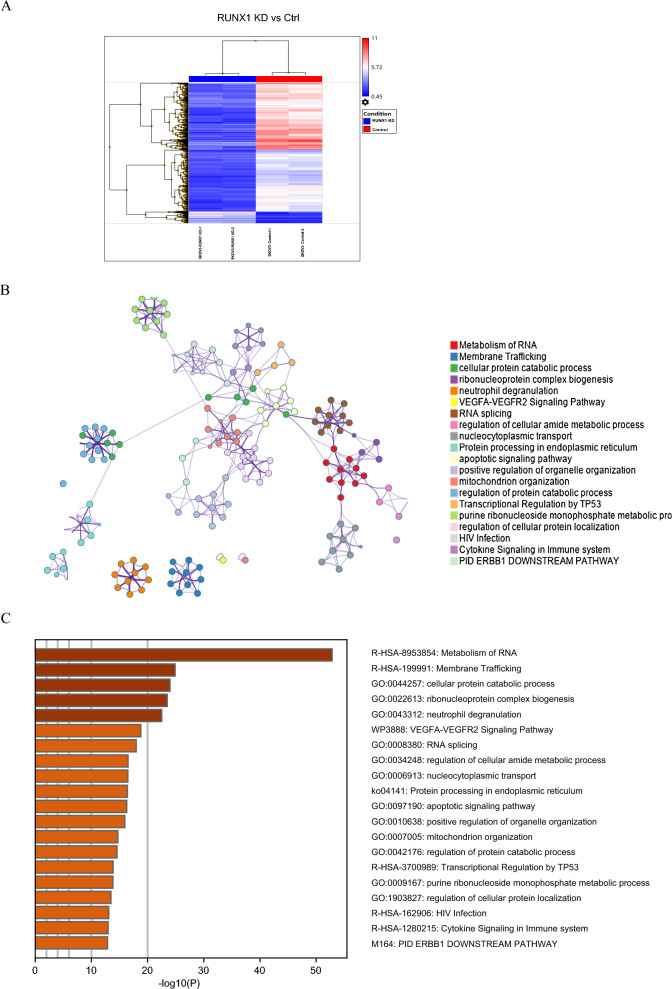 RUNX1 knockdown induced apoptosis and impaired EMT in high-grade serous ovarian cancer cells - PMC