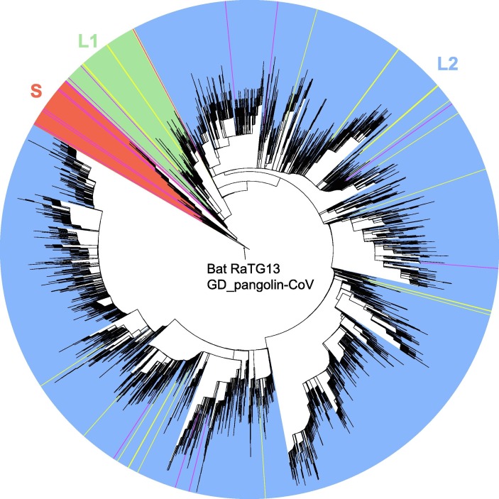 Evolutionary analysis and lineage designation of SARS-CoV-2 genomes - PMC Evolutionary analysis and lineage designation of SARS-CoV-2 genomes - PMC