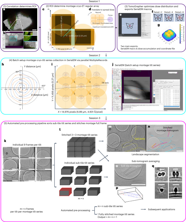 Correlative montage parallel array cryo-tomography for in situ structural cell biology - PMC
