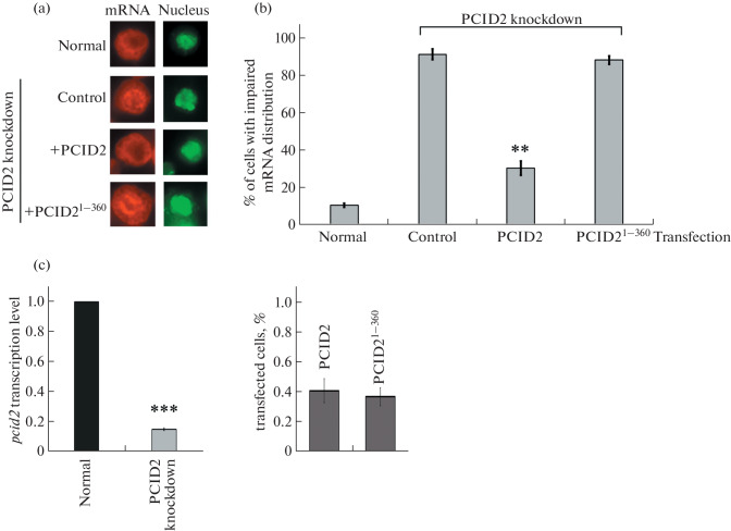 Interaction of mRNA with the C-Terminal Domain of PCID2, a Subunit of the TREX-2 Complex, Is ...
