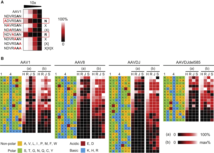 Pre-arrayed Pan-AAV Peptide Display Libraries for Rapid Single-Round Screening - PMC