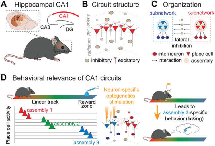 A local circuit-basis for spatial navigation and memory processes in hippocampal area CA1 - PMC