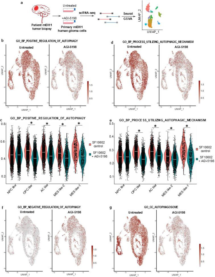 Autophagy Upregulation in Mutant Isocitrate Dehydrogenase 1 (IDH1) Glioma Uncovers a Novel ...