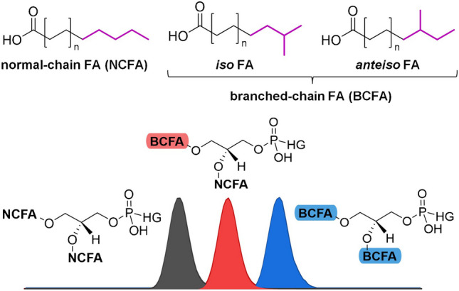 LC–MS/MS-based phospholipid profiling of plant-pathogenic bacteria with tailored separation of ...