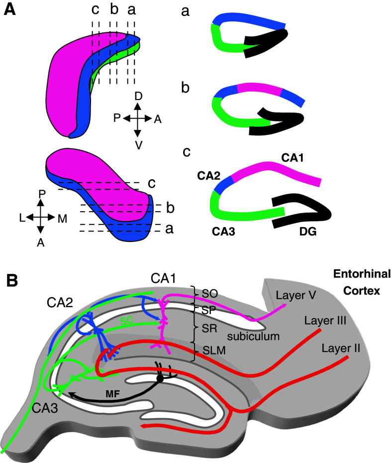 Synaptic integration by different dendritic compartments of hippocampal CA1 and CA2 pyramidal ...
