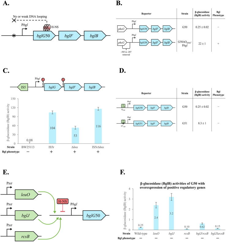 Histone-like nucleoid structuring (H-NS) protein silences the beta-glucoside (bgl) utilization ...