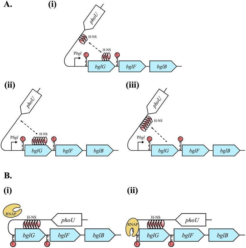 Histone-like nucleoid structuring (H-NS) protein silences the beta-glucoside (bgl) utilization ...