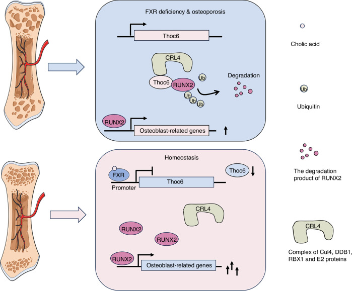 Nuclear farnesoid X receptor protects against bone loss by driving osteoblast differentiation ...