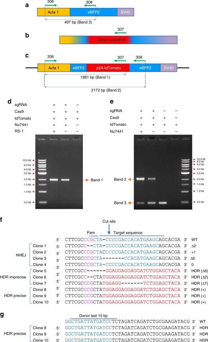 Chemical reprogramming enhances homology-directed genome editing in ...