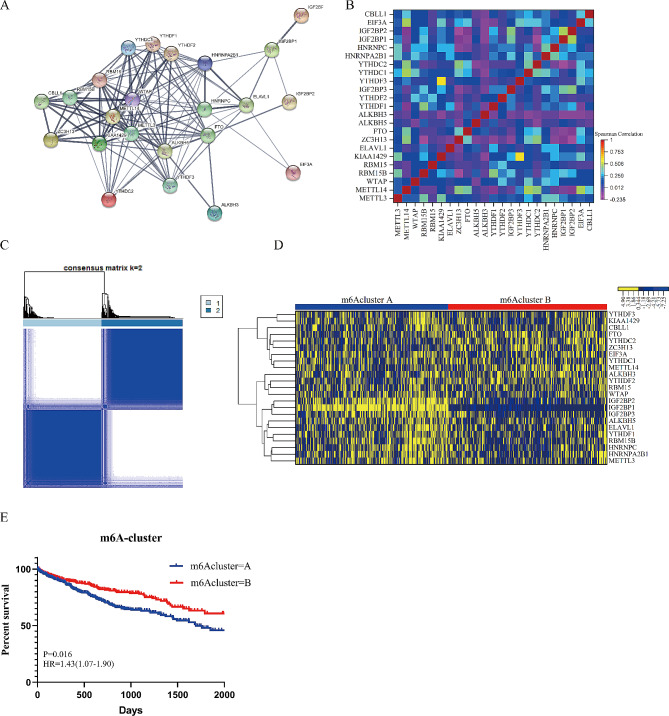 Comprehensive analysis of m6A modification in immune infiltration, metabolism and drug ...