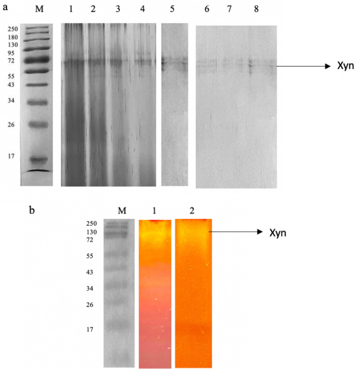 Optimization, purification, and characterization of xylanase production by a newly isolated ...