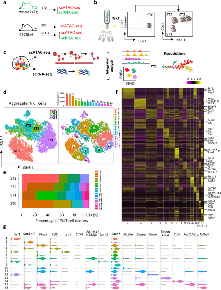 Integrative scATAC-seq and scRNA-seq analyses map thymic iNKT cell development and identify Cbfβ ...