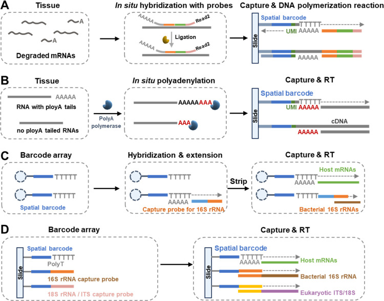 Next Generation Sequencing Based Spatial Transcriptomics A Perspective