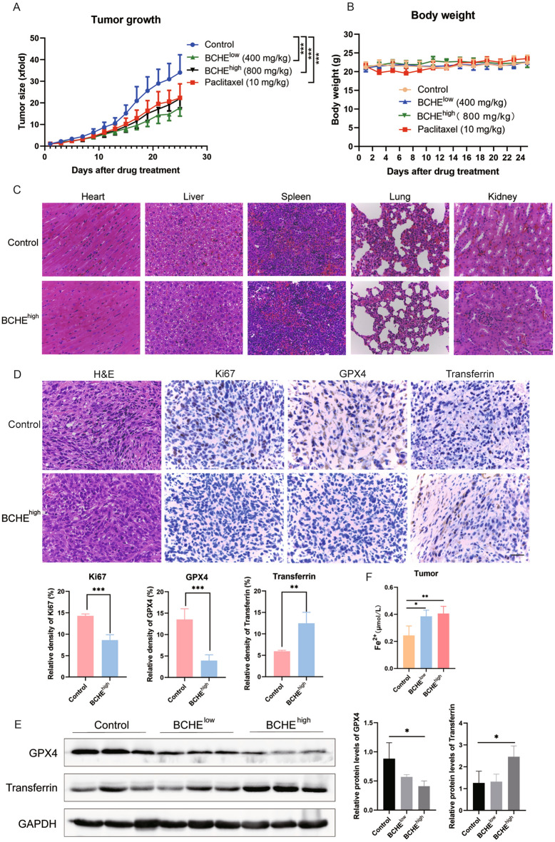 Boswellia carterii n-hexane extract suppresses breast cancer growth via ... Boswellia carterii n-hexane extract suppresses breast cancer growth via ...