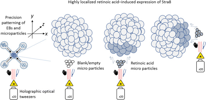 Localized Induction of Gene Expression in Embryonic Stem Cell ...