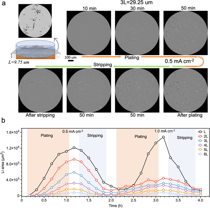 Investigating microstructure evolution of lithium metal during plating and stripping via ...