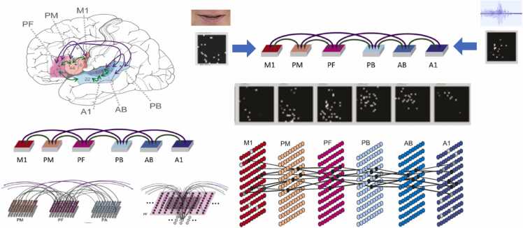 Neurobiological mechanisms for language, symbols and concepts: Clues from brain-constrained deep ...