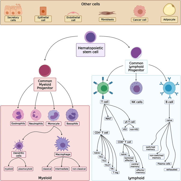 NNICE: a deep quantile neural network algorithm for expression deconvolution - PMC