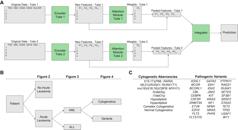 Automated Deep Learning-Based Diagnosis and Molecular Characterization of Acute Myeloid Leukemia ...