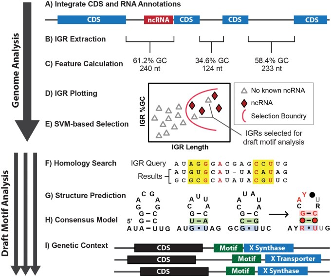DIMPL: a bioinformatics pipeline for the discovery of structured noncoding RNA motifs in ...