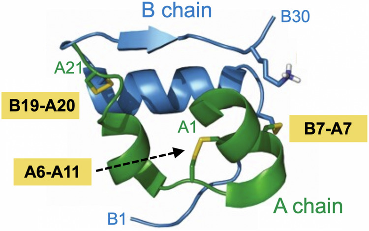Splitting the chains: ultra-basal insulin analog uncovers a redox mechanism of hormone clearance ...