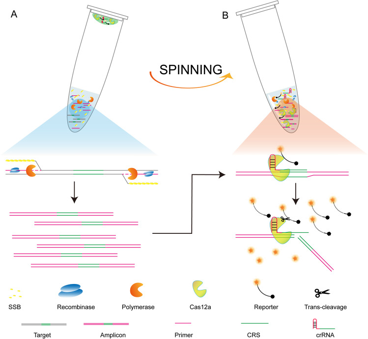 One-pot platform for rapid detecting virus utilizing recombinase polymerase amplification and ...