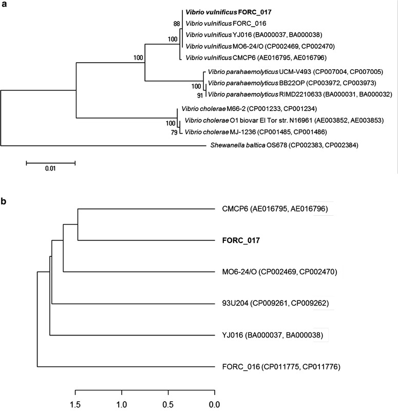 Complete genome sequence of Vibrio vulnificus FORC_017 isolated from a patient with a ...