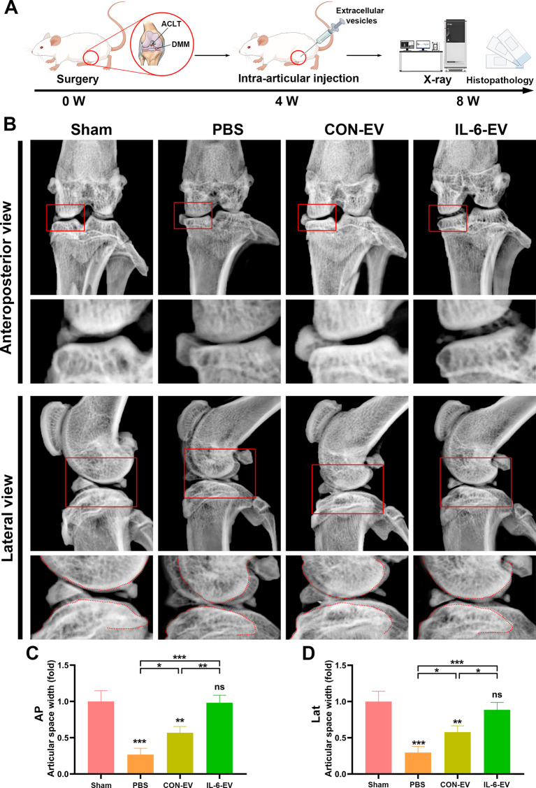 MSCs-EVs harboring OA immune memory reprogram macrophage phenotype via ...