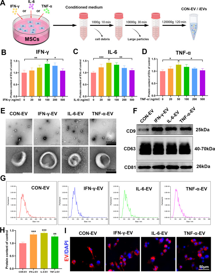 MSCs-EVs harboring OA immune memory reprogram macrophage phenotype via ...