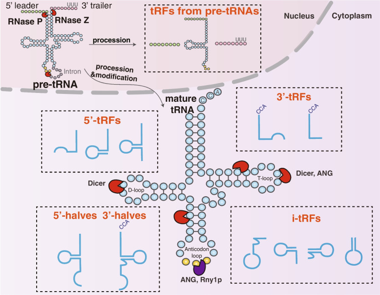 Emerging roles of tRNA-derived fragments in cancer - PMC