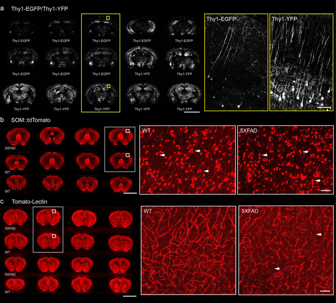 Three-dimensional mapping in multi-samples with large-scale imaging and multiplexed post ...