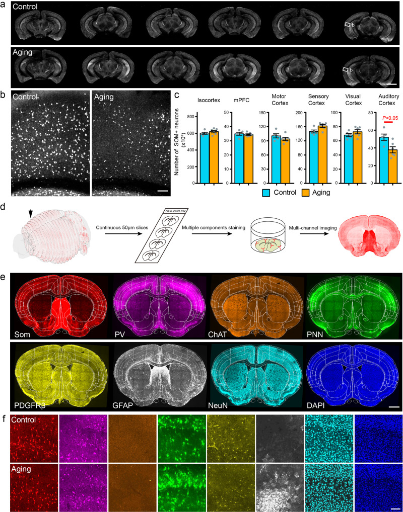 Three-dimensional mapping in multi-samples with large-scale imaging and multiplexed post ...