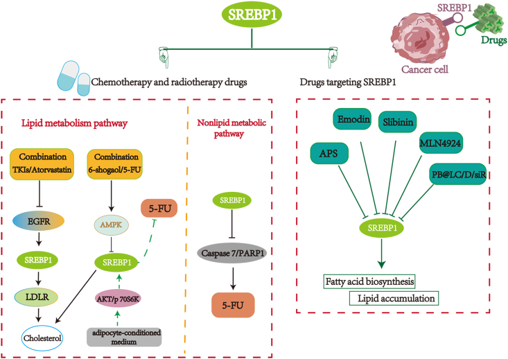 The roles and mechanisms of SREBP1 in cancer development and drug response - PMC