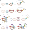 Cellular mitophagy: Mechanism, roles in diseases and small molecule pharmacological regulation ...
