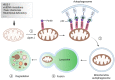 Cellular mitophagy: Mechanism, roles in diseases and small molecule pharmacological regulation ...