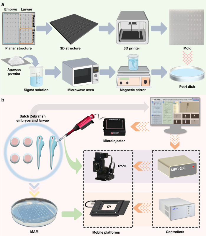 Design of an automated robotic microinjection system for batch injection of zebrafish embryos ...