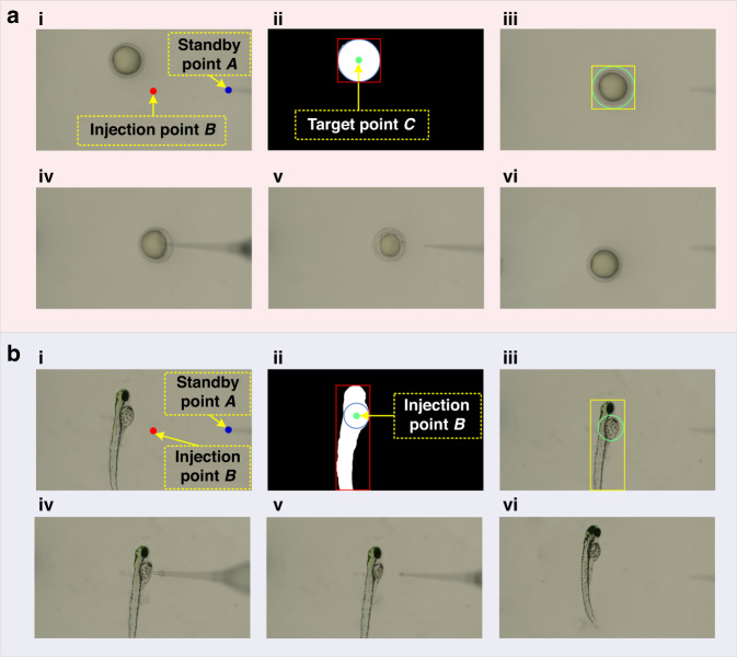 Design of an automated robotic microinjection system for batch injection of zebrafish embryos ...