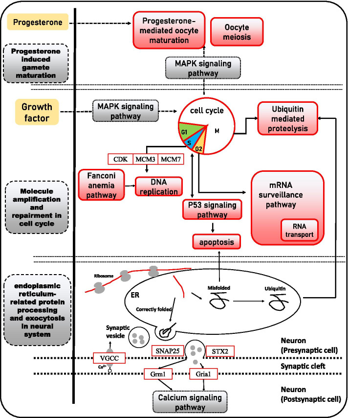 Comparative Transcriptomic Analysis Of Gonadal Development And Renewal