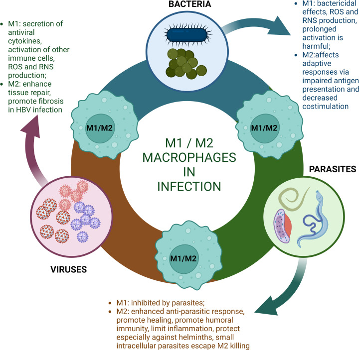 M1/M2 macrophages and their overlaps – myth or reality? - PMC
