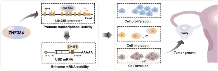The pivotal role of ZNF384: driving the malignant behavior of serous ovarian cancer cells via ...