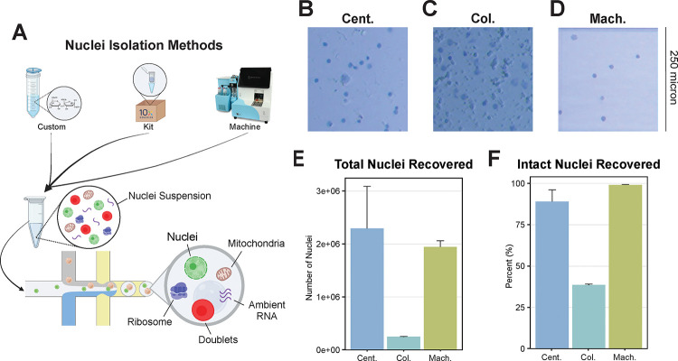 Comparative analysis of nuclei isolation methods for brain single-nucleus RNA sequencing - PMC