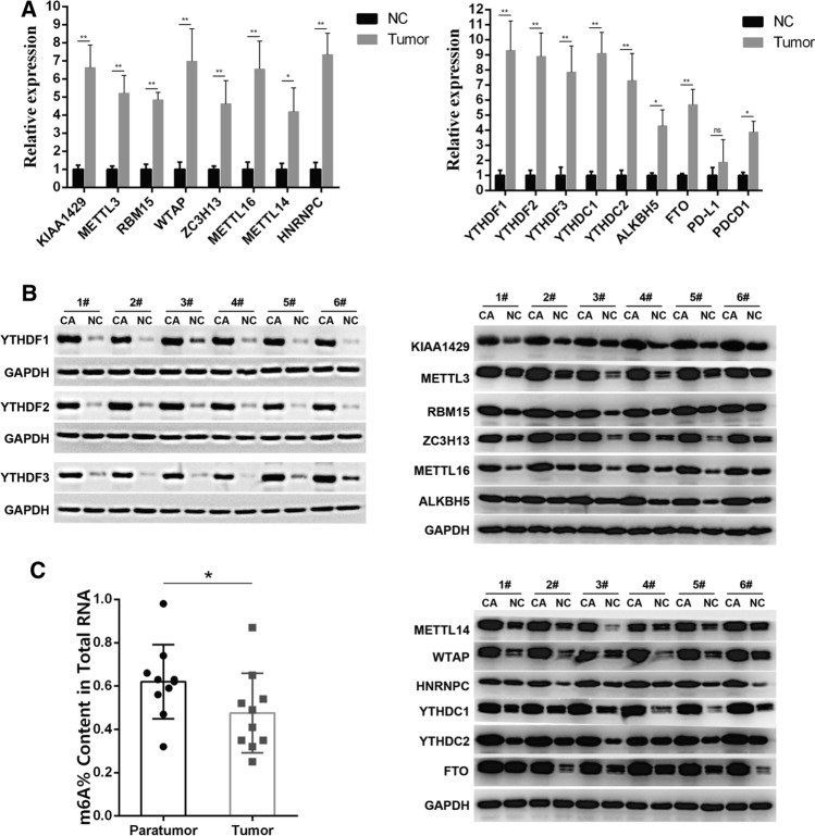 Systematic analysis of the expression profile and prognostic significance of m6A regulators and ...