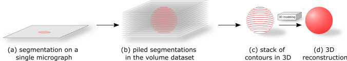 Volume electron microscopy: analyzing the lung - PMC